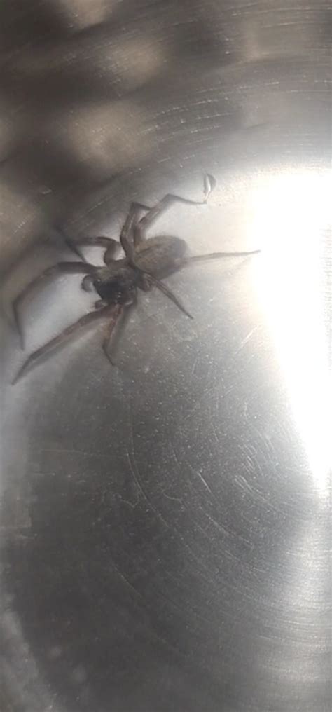 Unidentified Spider In Oregon United States