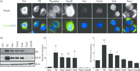 Microtubule Depolymerization But Not Fixation Induces Ebv Download Scientific Diagram