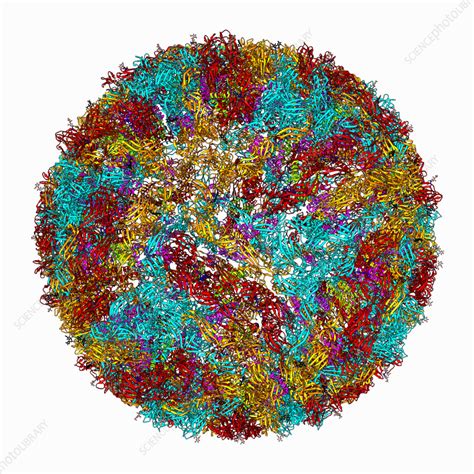 Tick Borne Encephalitis Virus Capsid Molecular Model Stock Image C061 0286 Science Photo