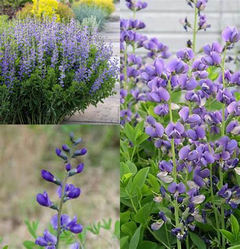 Seeds For Planting Baptisia Australis Seeds Blue Wild Indigo