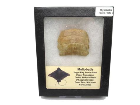 Myliobatis Stingray Tooth Plate 3 Fossils For Sale