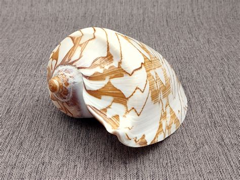 Noble Volute Seashell Voluta Nobilis 1 Shell Approx 6 Inches Great