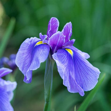 Blue Flag St Francis Herb Farm