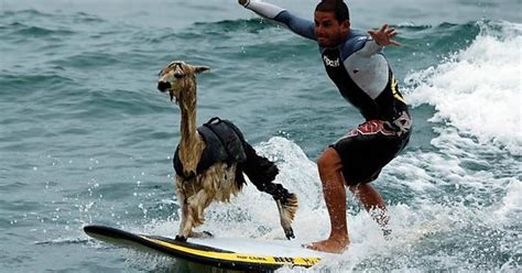 Best Picture Of A Llama Surfing You Will See All Day Imgur