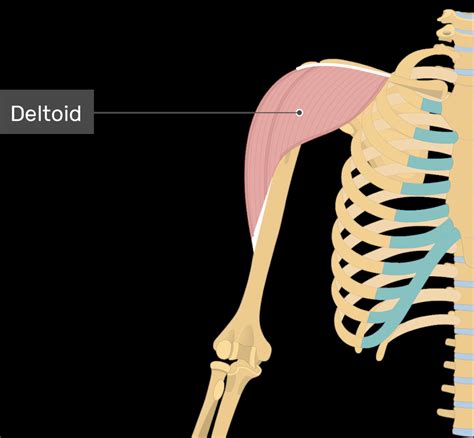 Deltoid Muscle Anatomy Structure Function Exercises