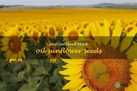 How To Plant Black Oil Sunflower Seeds For Maximum Growth Shuncy