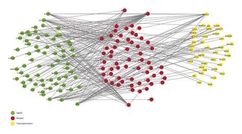 A Ligand Receptor Interaction Network Diagram Different Colours And