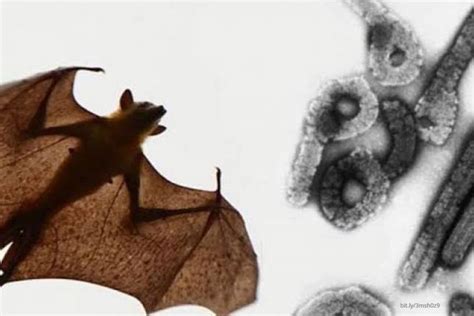 Virus De Marburgo ¿qué Es Cómo Se Trasmite Y Cómo Prevenir La Enfermedad