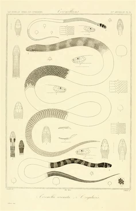Life Is Short But Snakes Are Long Magnificent Meizodon