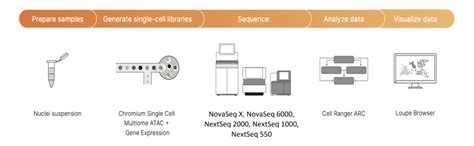 illumina 10x genomics chromium single cell multiome atac gene…