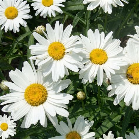 Alaska Shasta Daisy 4 Live Ornamental Flower Planted Places