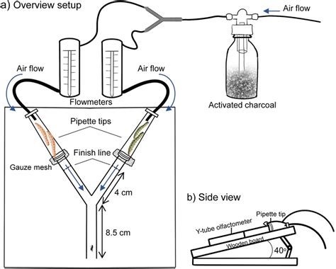 Y Tube Olfactometer Setup A The Setup Consisted Of A Y Tube With An Download Scientific