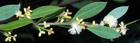 Acacia Myrtifolia — Australian Plants Society Tasmania Inc