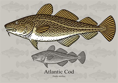 Atlantic Cod Facts And Information Guide American Oceans