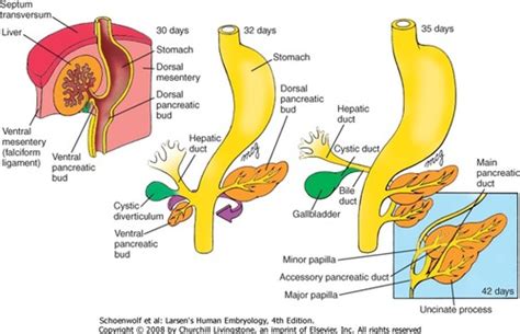 Embryology Flashcards Quizlet