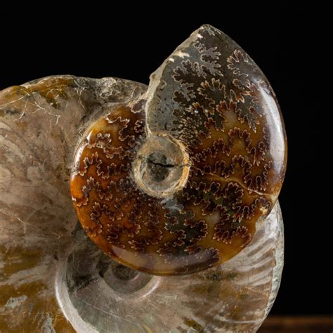 Cleoniceras Ammonites Cretaceous Fossils Amm 272 Cleoniceras Ammonites Cretaceous Fossils Amm 272