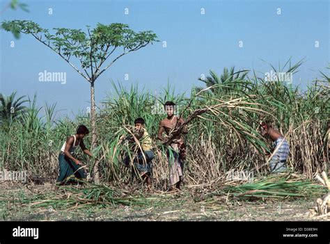 Harvesting Sugarcane Sugars Journey From Field To Table Sugar Cane