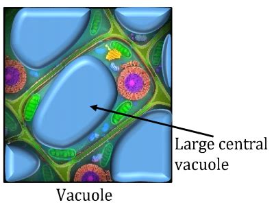 Vacuoles Cell Division And Cell Structure