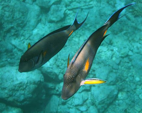 100 Surgeonfish Wallpapers