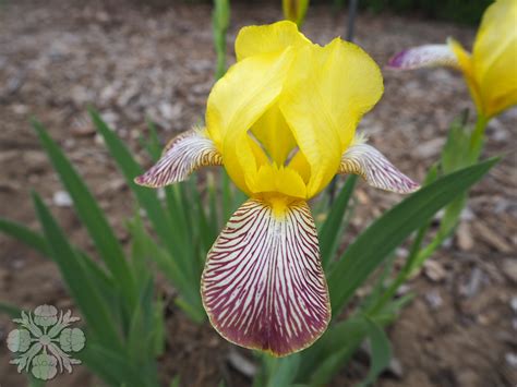 Gracchus Hello Gorgeous Gardens Store