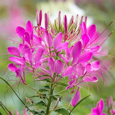 Cleome Rose Queen Seeds Stocks And Green