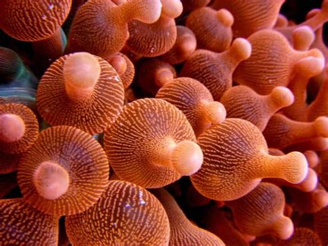 Rainbow Or Flame Or Rose Bubble Tip Anemone Reef2reef