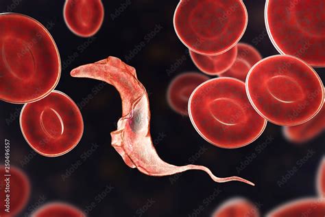 Trypanosoma Cruzi Parasite 3d Illustration A Protozoan That Causes