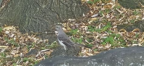 Bird Outside My Hotel Album On Imgur