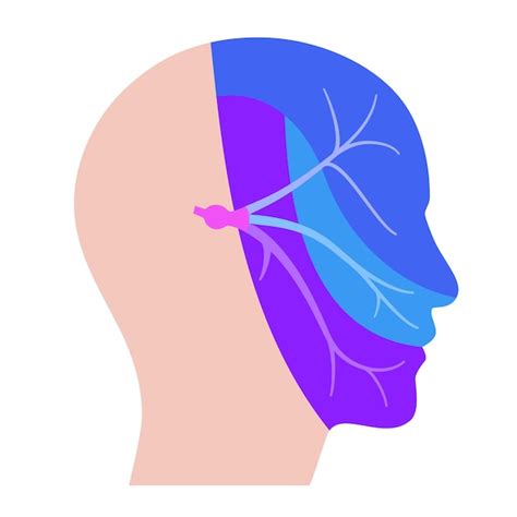 Trigeminal Nerve Diagram Premium Vector