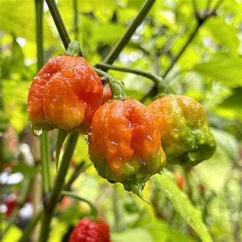 Burnt Undertones On Tumblr