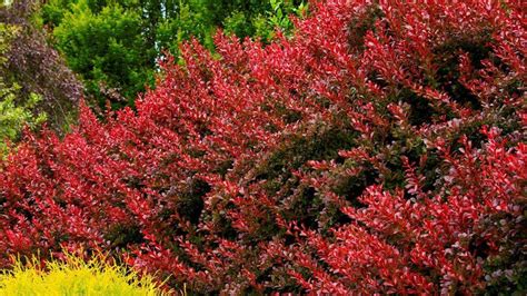 Crimson Ruby® Japanese Barberry Berberis Thunbergii Criruzam