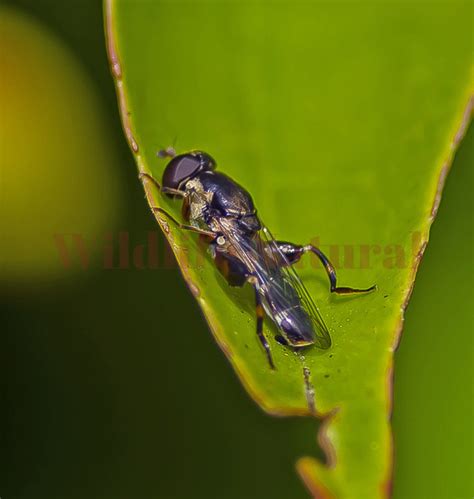 Syritta Pipiens Wildlife Natural