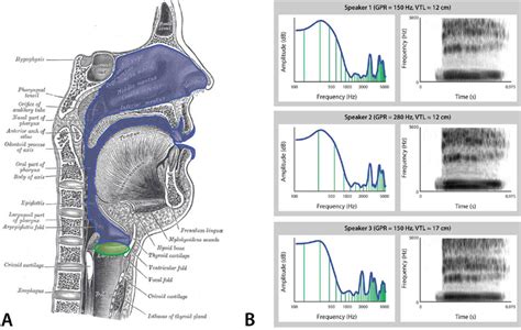 The Contribution Of Glottal And Vocal Tract Characteristics To The