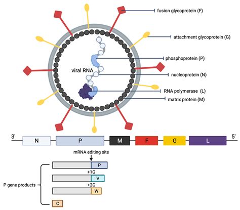 Nipah Virus Encyclopedia Mdpi