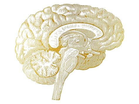 Brain Anatomy Cross Section By Erzebetth Redbubble