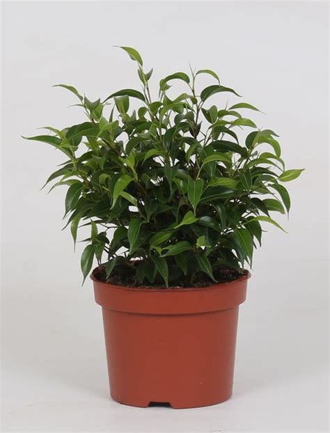 Ficus Benjamina Natasja — Plant Wholesale Floraccess