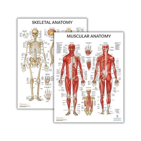 Skeletal System Anatomical Chart Laminated Human