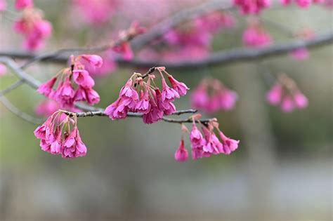 寒緋桜 By まる・えつ 2 （id：8533868） 写真共有サイトphotohito