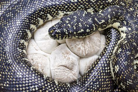 How Do Snake Eggs Hatch Ball Python Breeder Uk