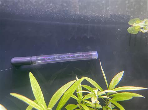 Flow And Red Root Floaters R Aquariums