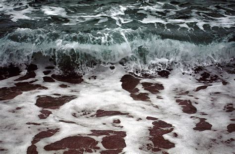 Dolphin Tail Photograph By Anna Mcclintock Fine Art America