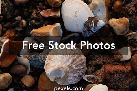 Shell Formations Photos Download The Best Free Shell Formations Stock