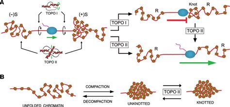 Implications Of Dna Knotting During Gene Transcription And Chromatin