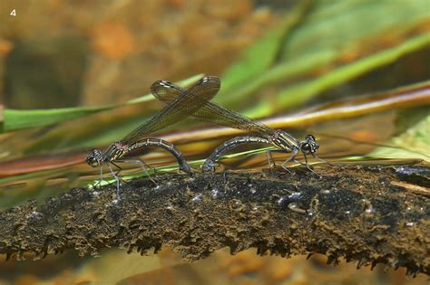 Stream Ruby Jewel Of Forest Streams