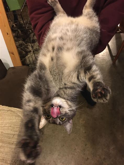 Kitty Catty Rwhatswrongwithyourcat