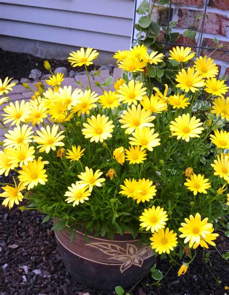 Happy Daisy Mums
