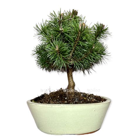 Живые комнатные растения купить, цветы в горшках с доставкой - Pilea