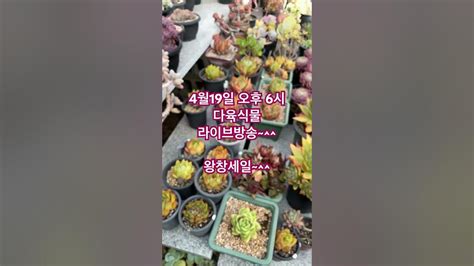 아주머니다육식물원 Youtube