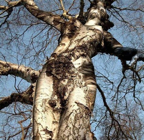 Strange Trees Growing In Strange Places 55 Pics