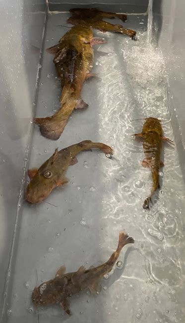 Dnr Non Native Invasive Catfish Species Captured In Ogeechee River